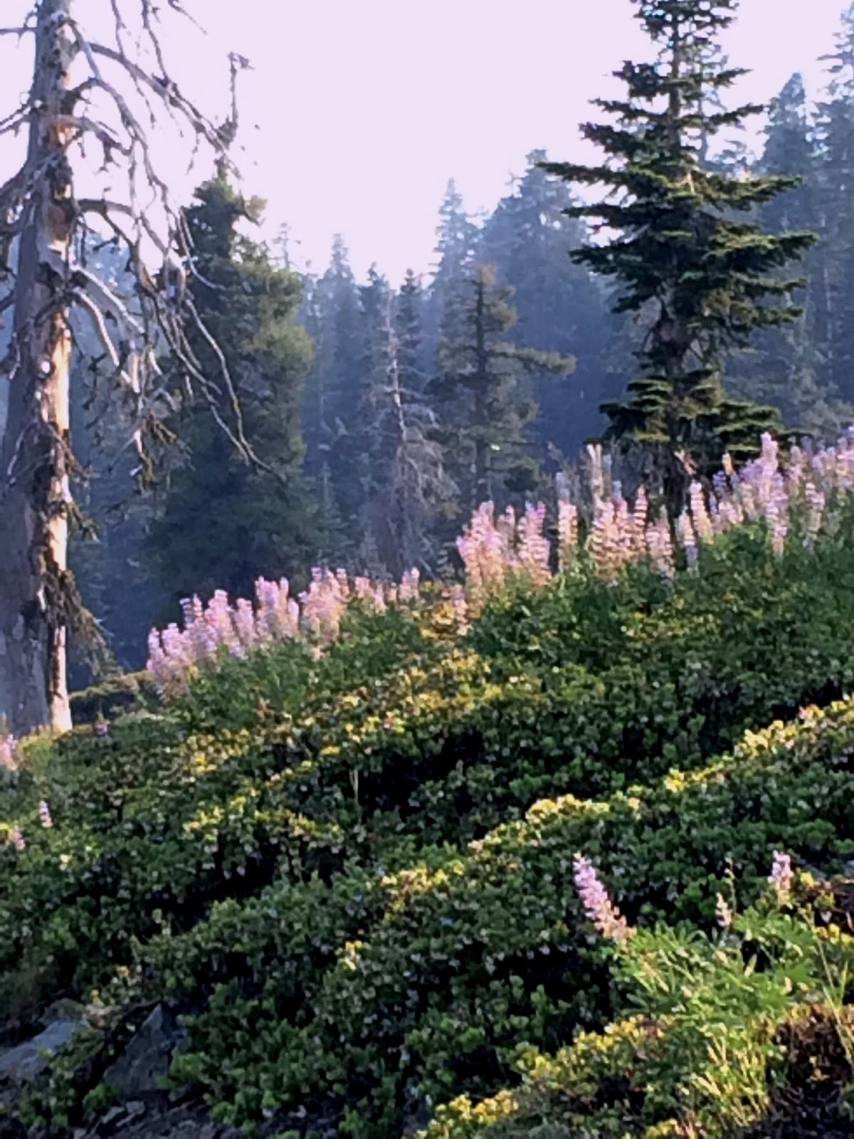 Peachy Hiker: August 2018 update Grouse Ridge Lookout ~ and Trail Head