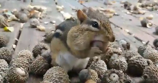White Wolf : Chipmunk Gathering Food Until His Cheeks Look Ready To Explode