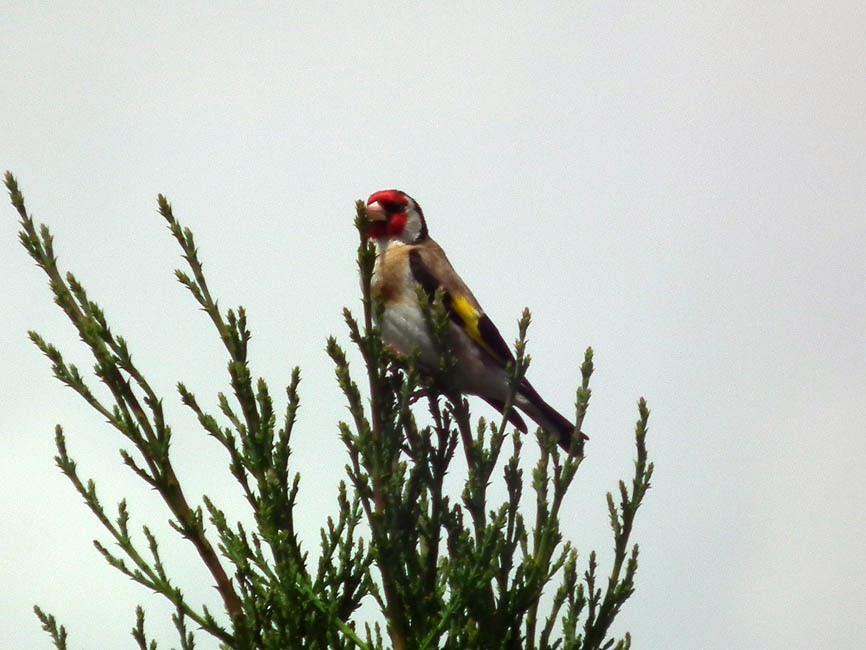 Loire Valley Nature: Finches Fringillidae