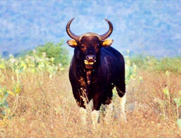 Savana Afrika ala Indonesia | Cerita Wisata Aunamazaya