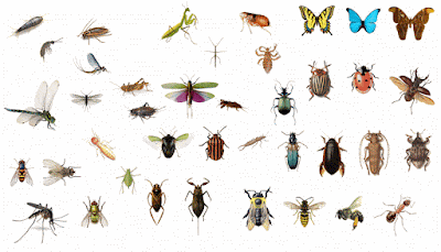 Los insectos: Los insectos del mundo.