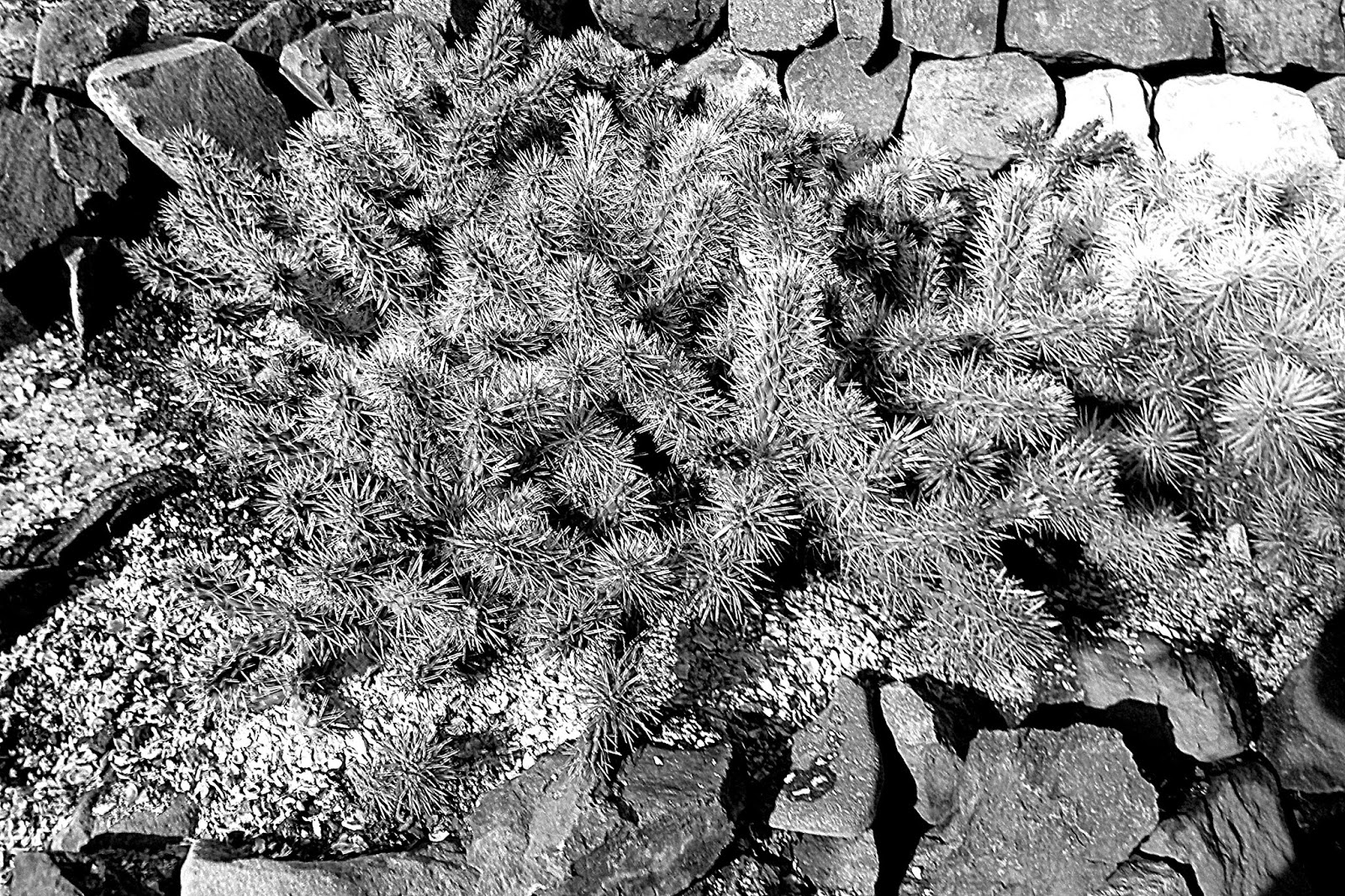 POESÍA Y TRANSICIONES: ESPINUDO...