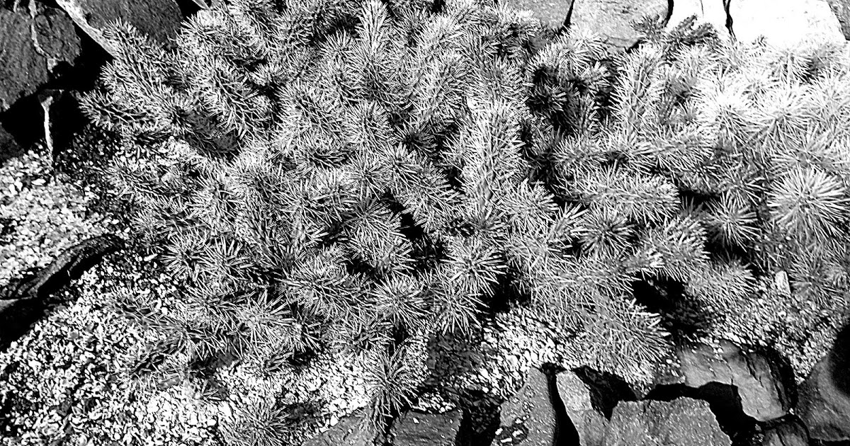 POESÍA Y TRANSICIONES: ESPINUDO...