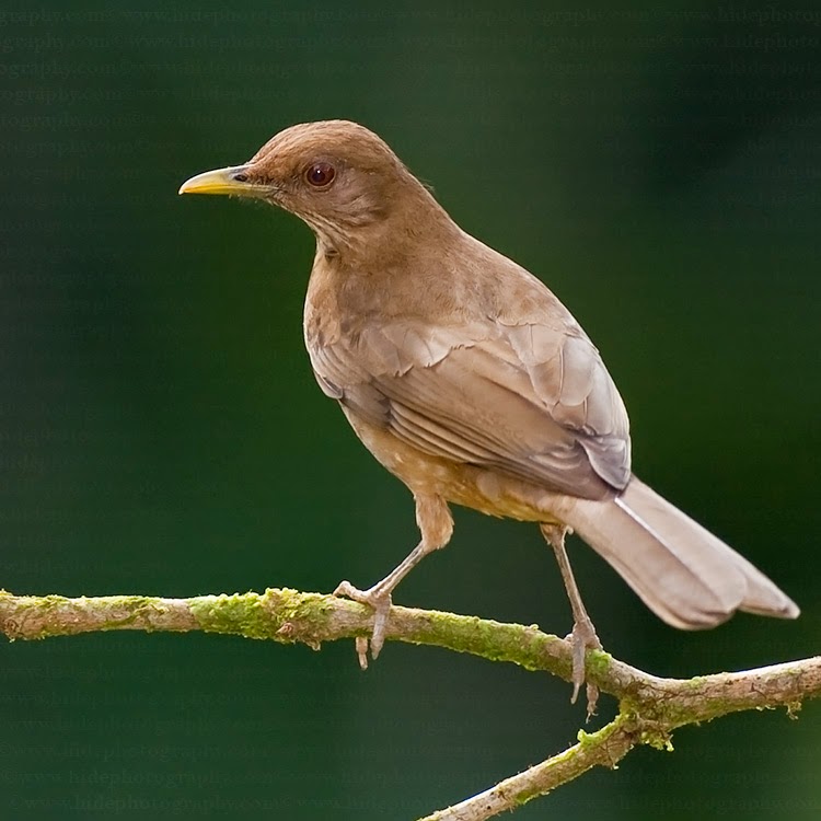 Bellas Aves de El Salvador: Turdus grayi (chonte o senzontle) Residente