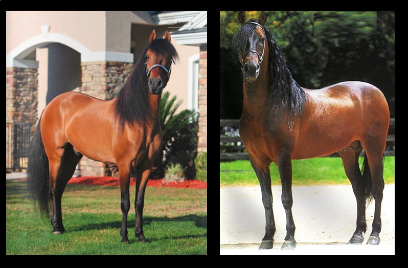 cavall pura sang i talp at emaze Presentation