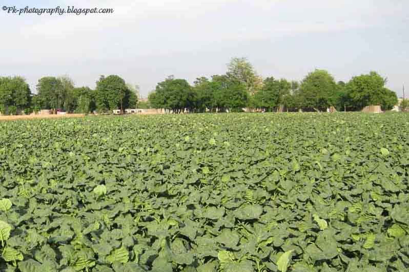 Nicotiana rustica-Wild Tobacco | Nature, Cultural, and Travel ...