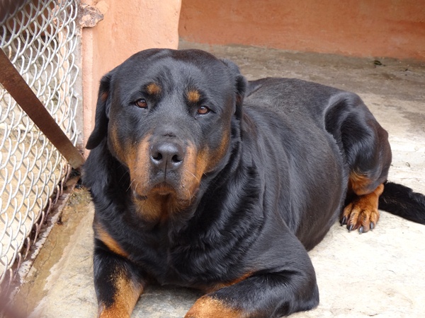 All Dog Breeds Information And Pictures: Rottweiler dog and everything ...