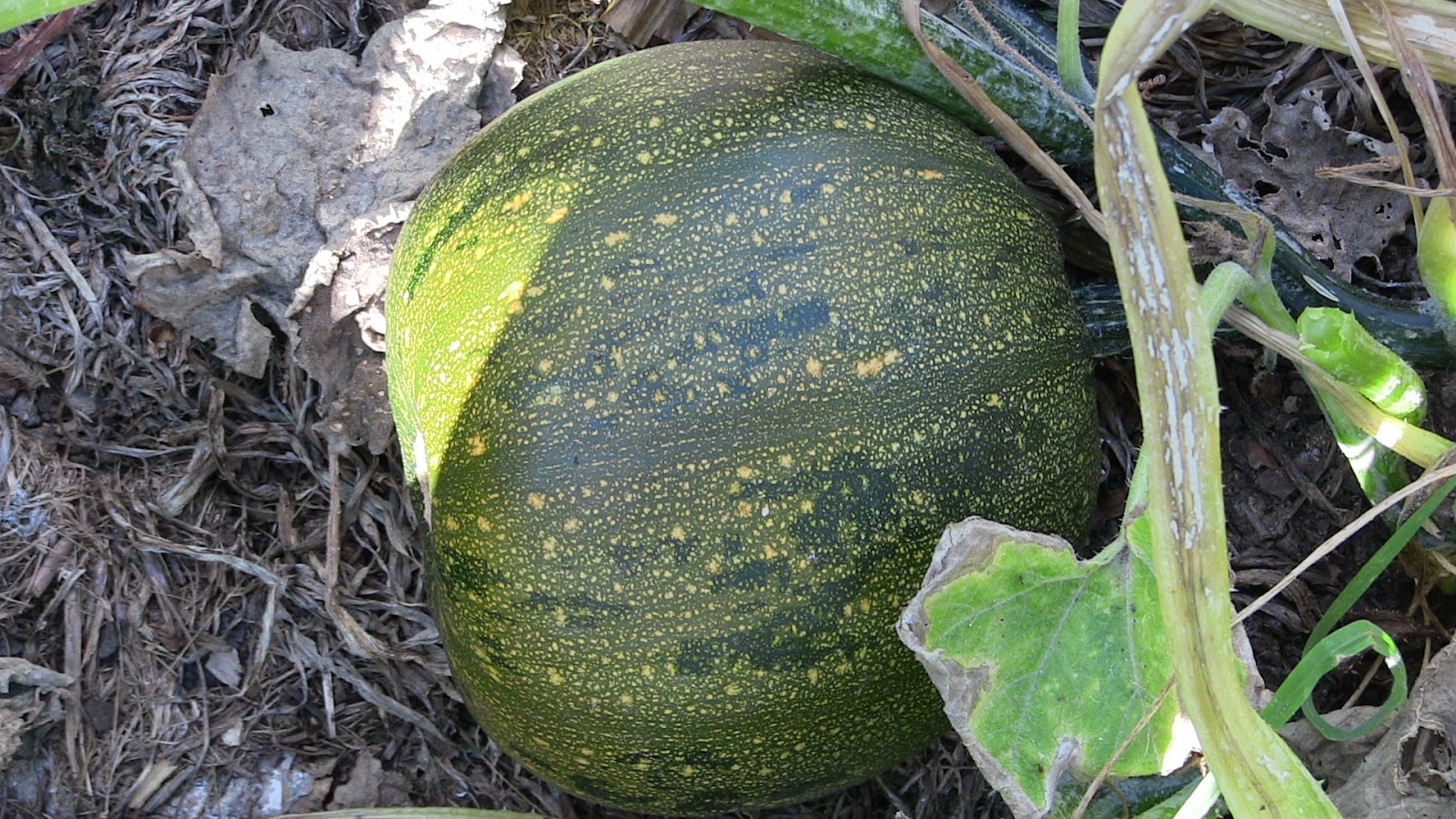 A Woodsrunner's Diary: Kakai Squash. Trail Food.