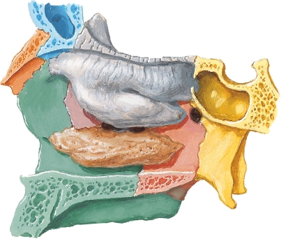 Netter Blog: Huesos del cráneo: concha nasal inferior
