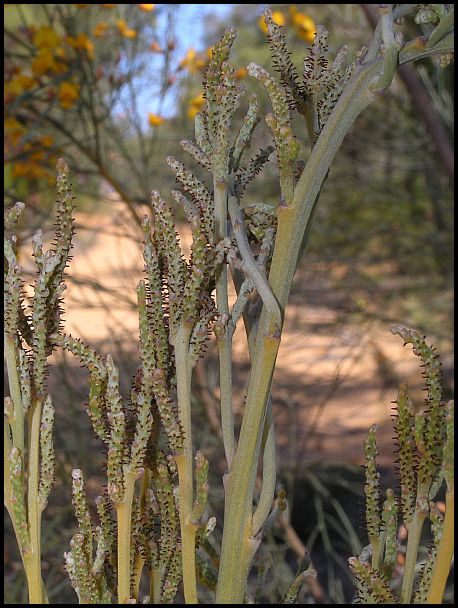 Flora of the Pilliga Forests: Jacksonia scoparia