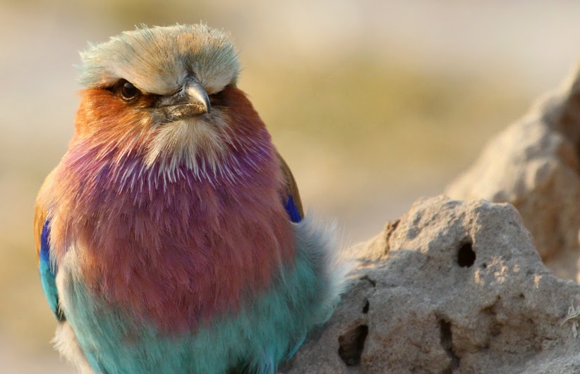 Abejarucos... y otros animales: La carraca: ¡el diamante azul de Botswana!