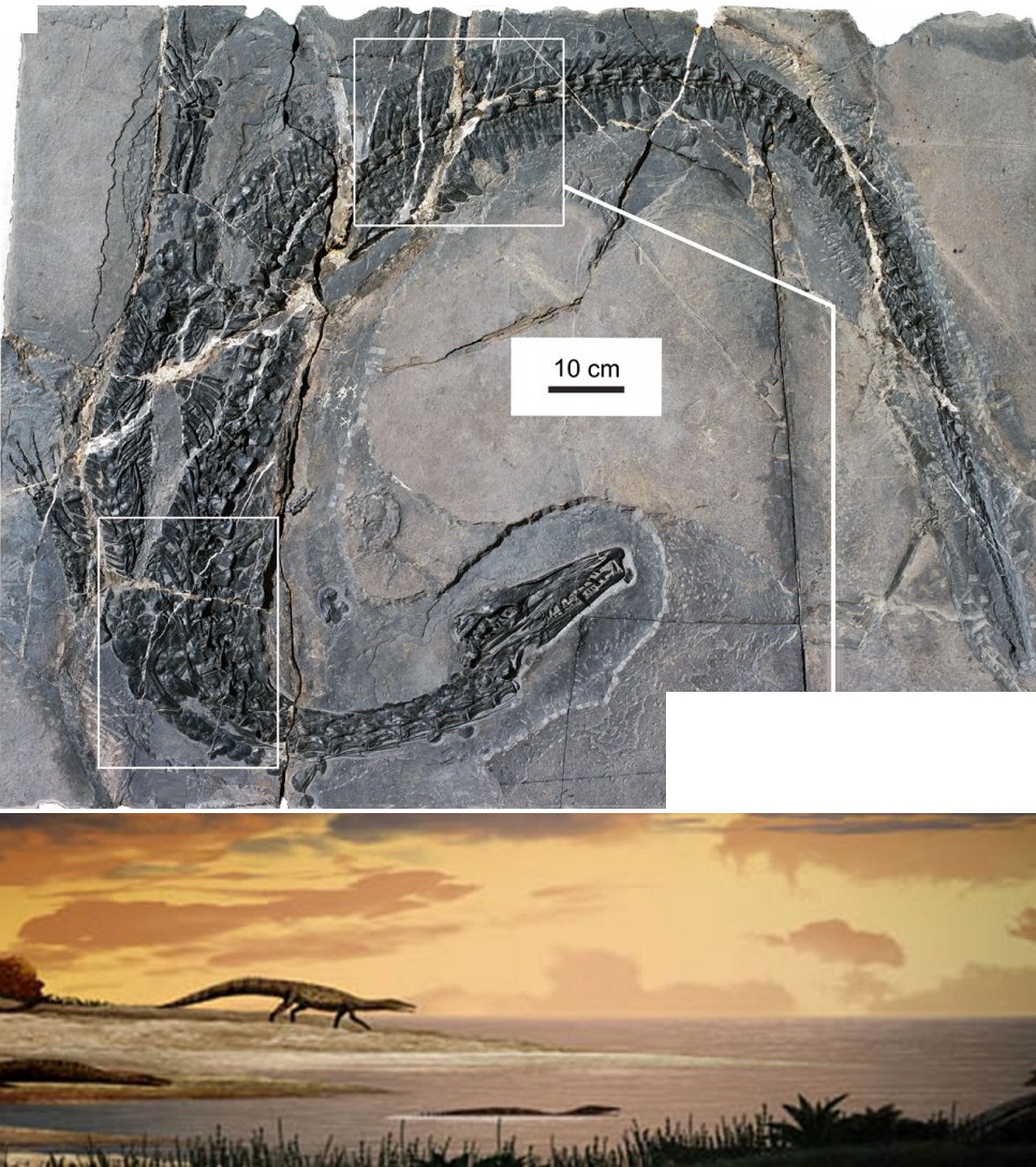 Species New to Science: [Paleontology • 2016] Litorosuchus somnii • A ...