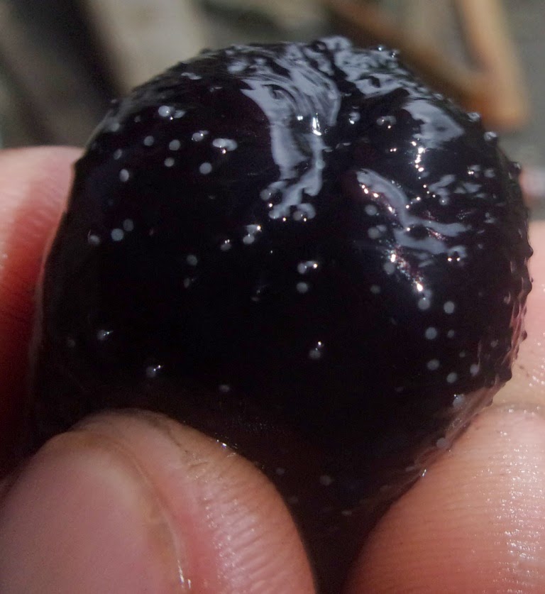 perbanyakan holothuria atra: BARU 2015. perbanyakan holothuria atra ...