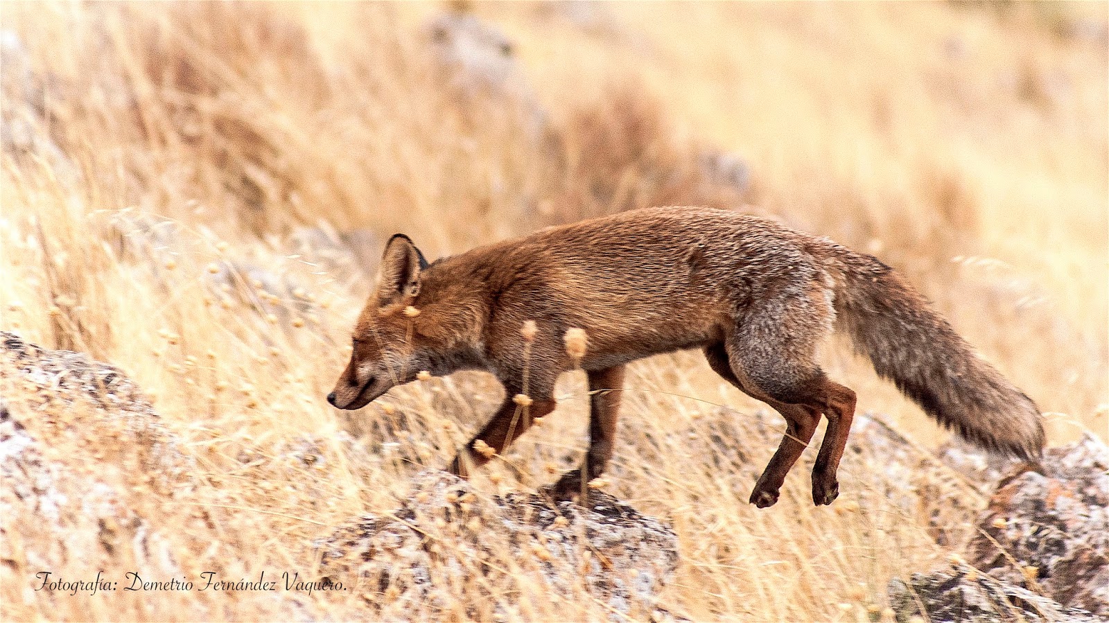 Zorro, Raposo, Vulpín 3 fotografías | Fotografía Demetrio Fernández