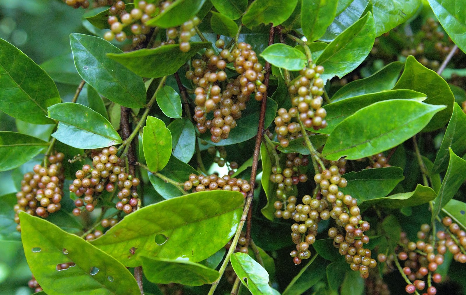 Naquem.: Learning from the Aytas: beneficial and edible plants in the ...