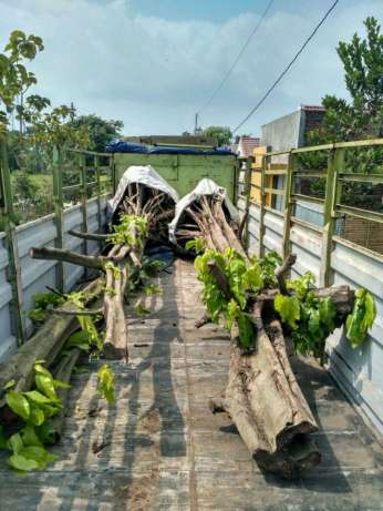 Pohon Gayam ~ Arya Flower Landscape