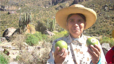 EL SANKY: CARACTERISTICAS DELSANKY