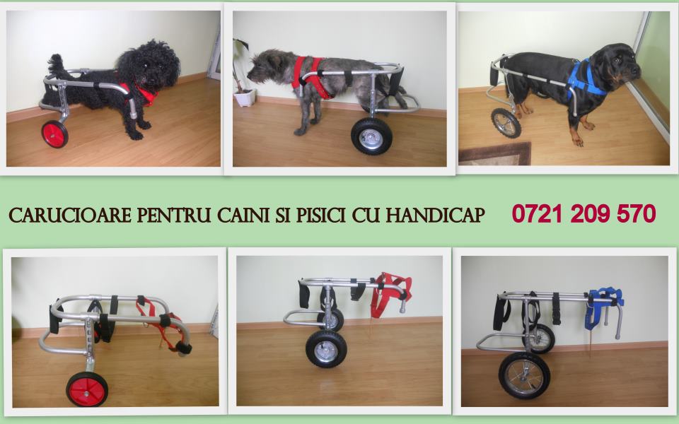 CARUCIOARE PENTRU CAINI PARALIZATI: CARUCIOARE PENTRU CAINI SI PISICI ...
