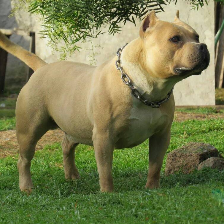 American Bully Up