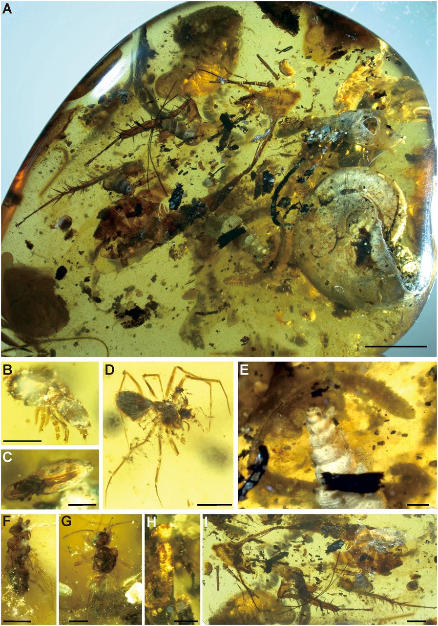 Fossil Adventure: Puzosia y sus amigos, juntos para siempre.