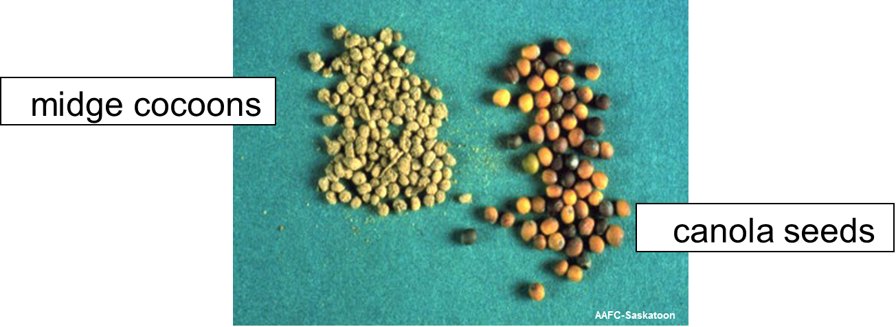 Prairie Pest Monitoring Network Blog: 2017 Wheat Midge Forecast Map for ...