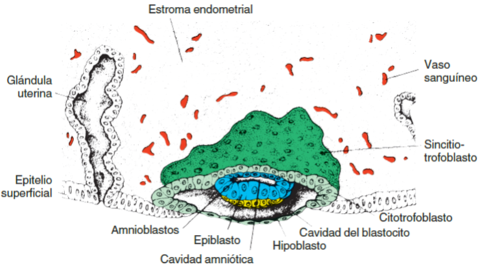 MEDICINA : CUARTO CAPITULO DE EMBRIOLOGÍA.