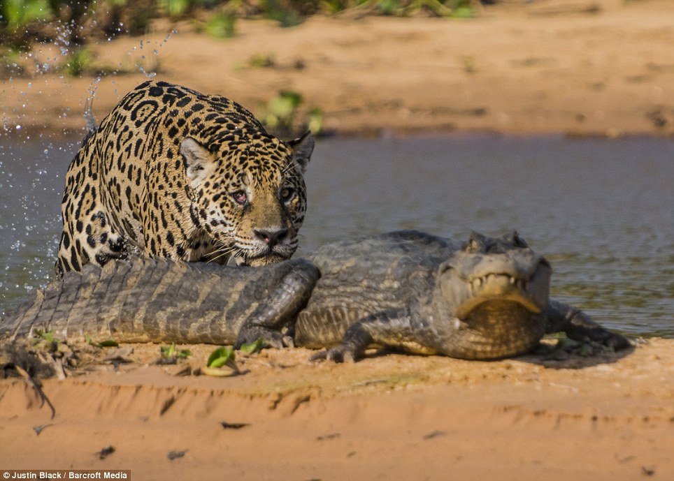 Jaguar hunts caiman (10 pics) | Amazing Creatures