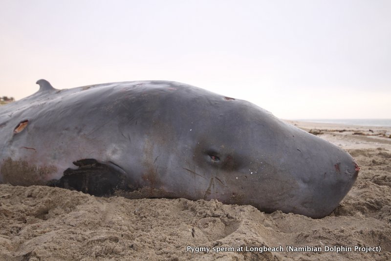 Namibian Dolphin Project: A recent spate of strandings in Walvis Bay