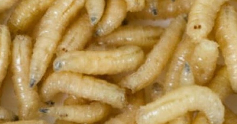 French Vocabulary Illustrated: asticot