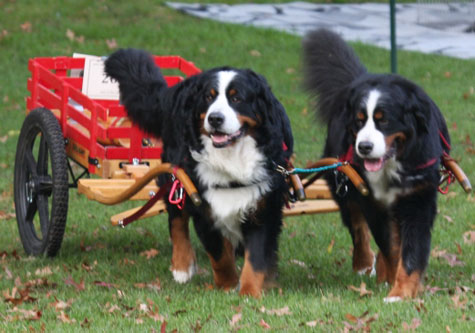 Funny Pictures Gallery: Draft dog cart, draft dog breeds, 2010 nfl mock ...