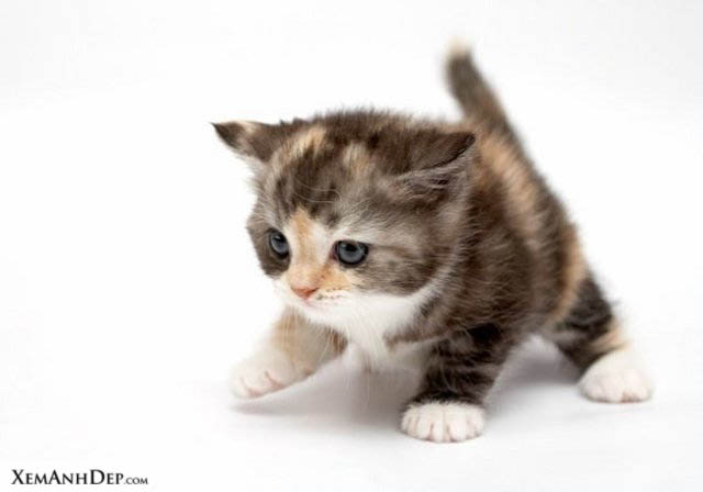 Best Profile Pictures: Cute Cat Picture Fluffy cats images