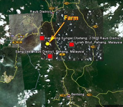 Durian Info: Durian Orchard Near Bentong