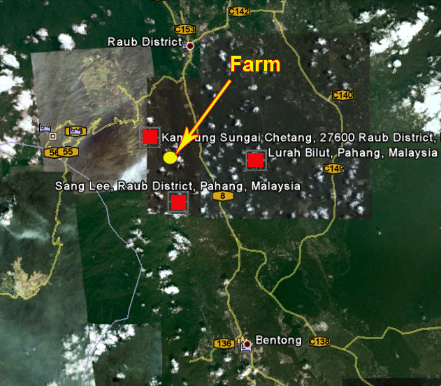 Durian Info: Durian Orchard Near Bentong