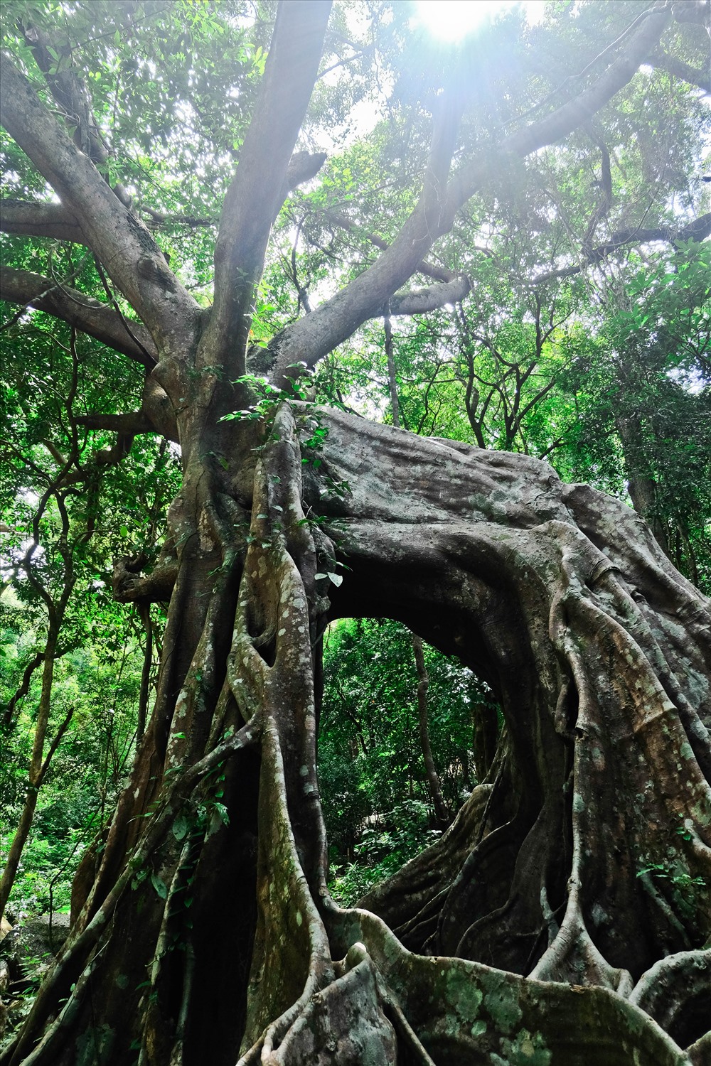 Amazing Vietnam: Cây đa con nai trên bán đảo Sơn Trà