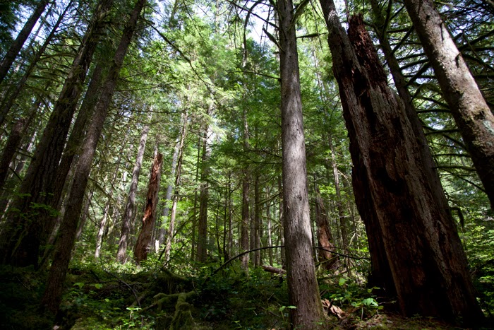 Converse in the North Cascades: Know Your Forest Bacon Creek