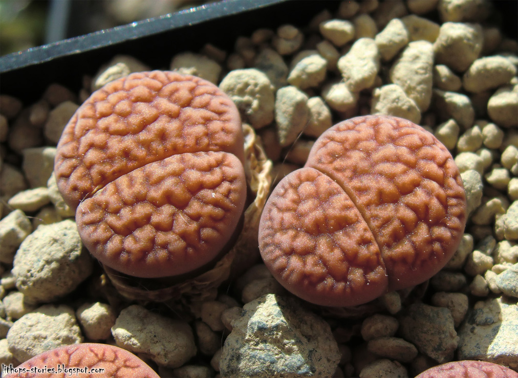 Lithops Stories: Lithops plant size: Part 3 (18 pics)