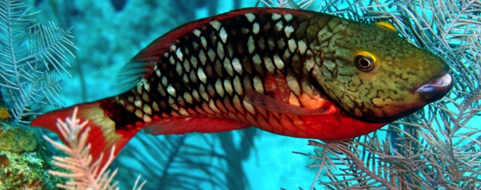 Tayrona Subacuático: Especies a Observar