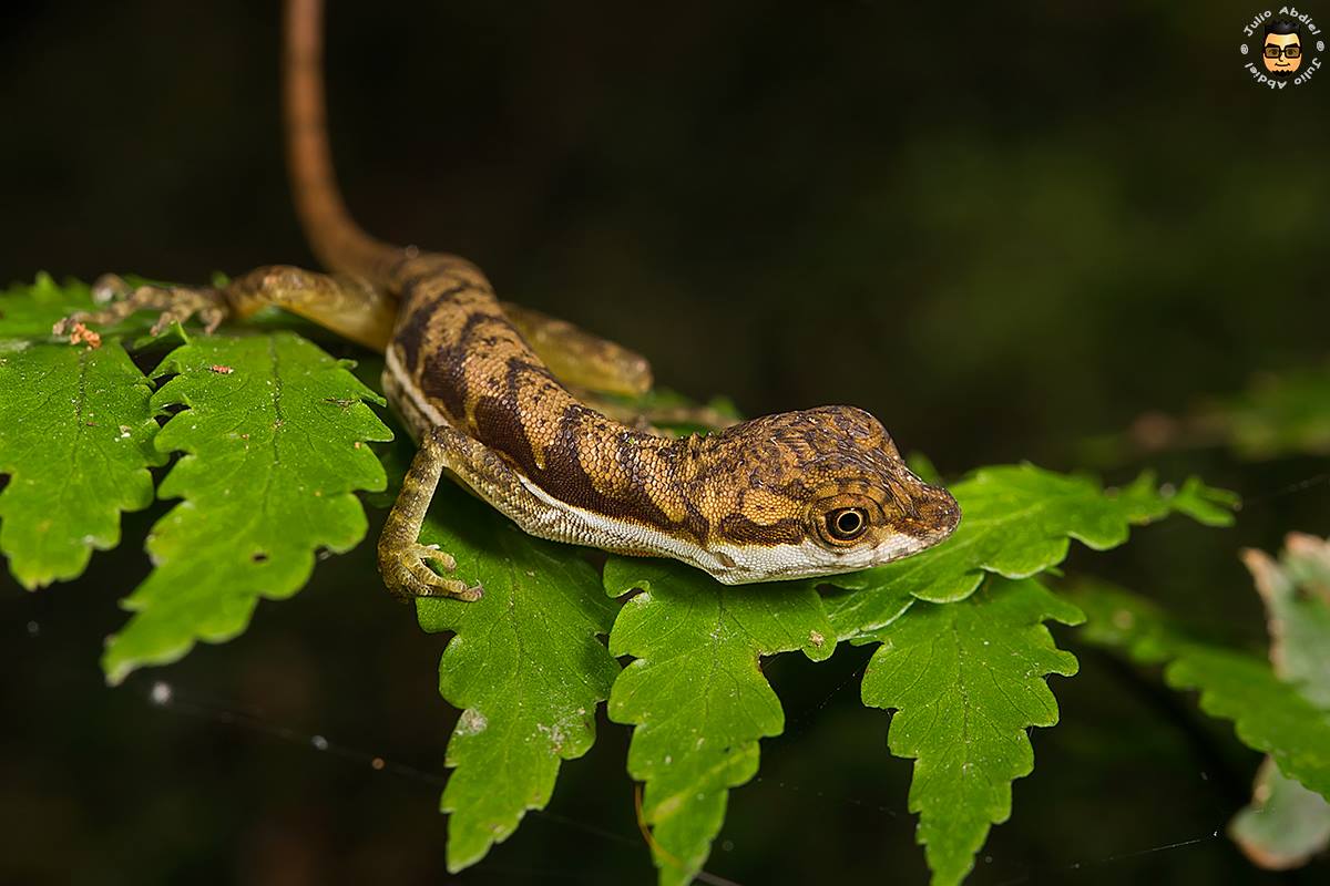 Nocturnal Safari in El Valle