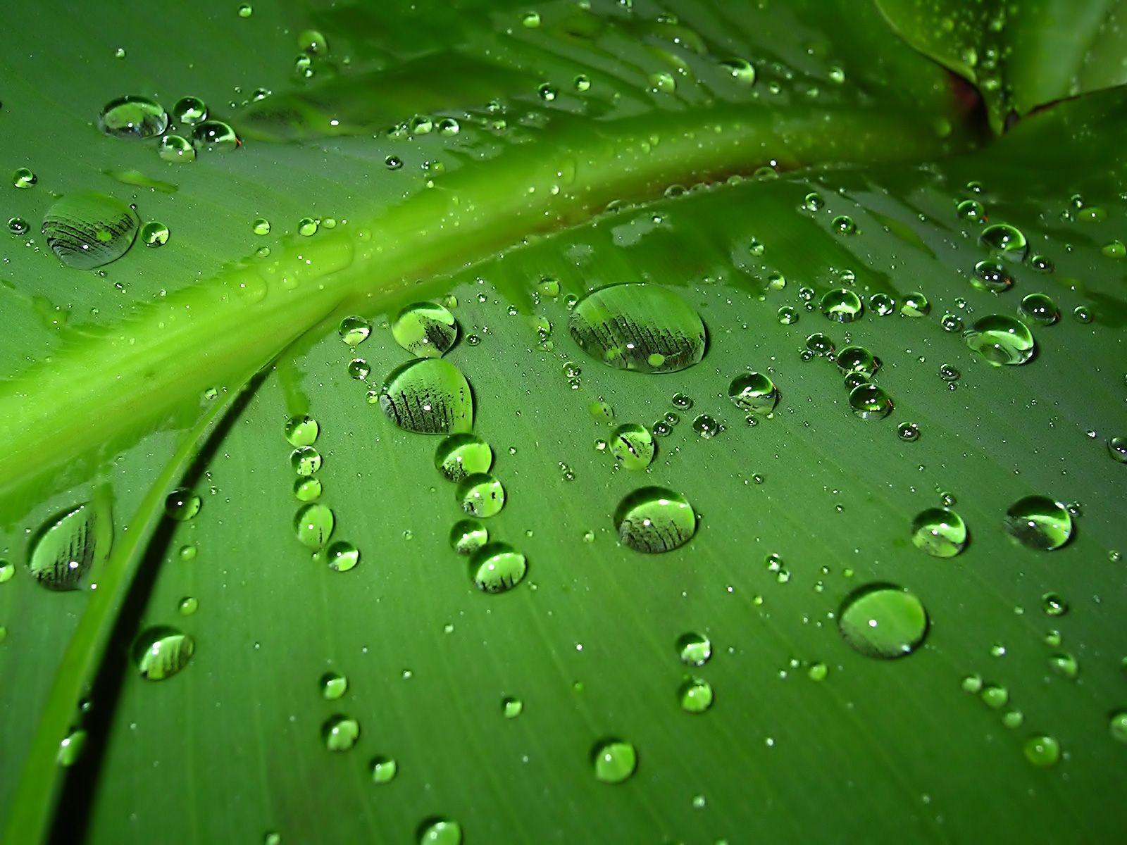 green water background | Nice Pics Gallery