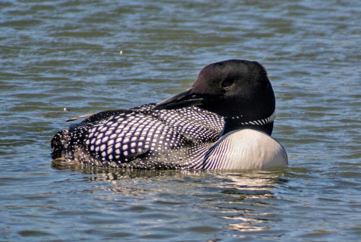 Len's Lens - Confessions of a digiscoper: Common Loon, aka Black-billed ...
