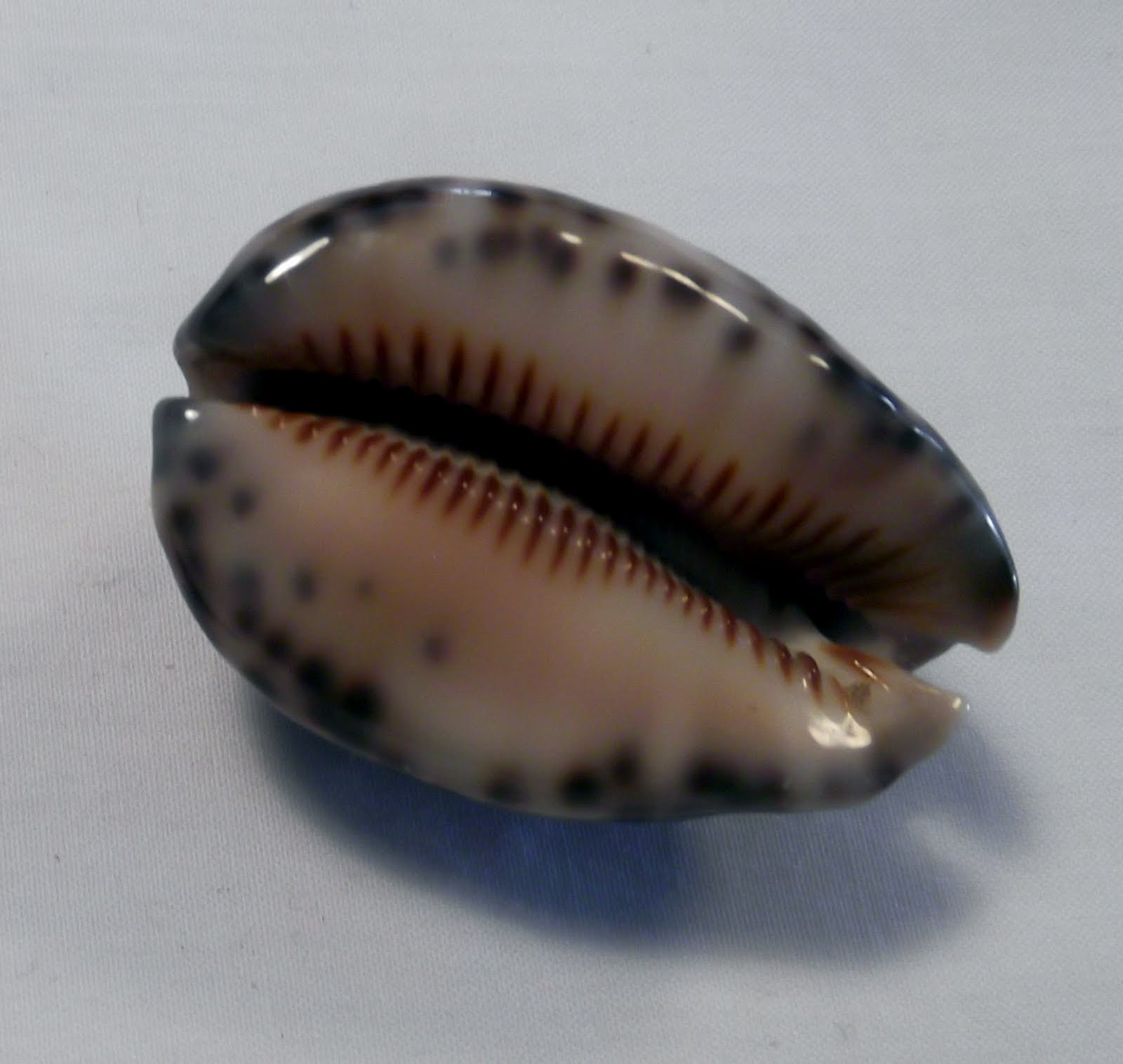 Across The Universe: Shelling in Samoa