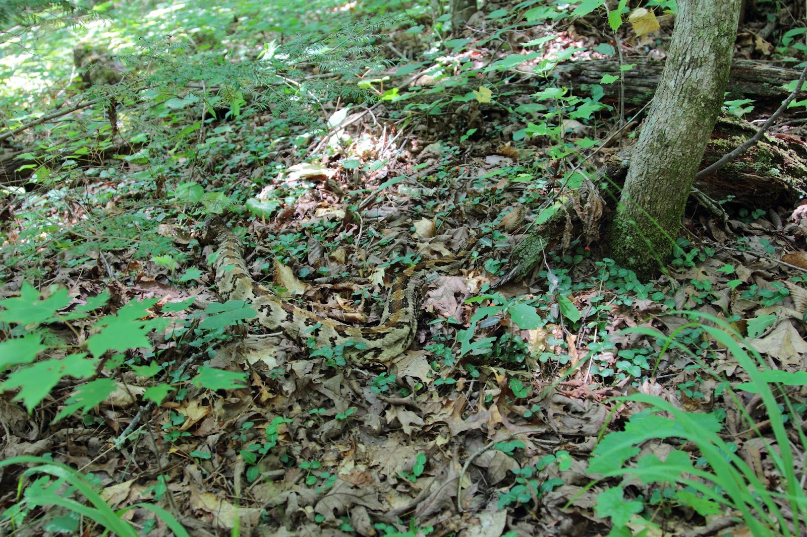 The World I See: Camouflage- timber rattlesnake