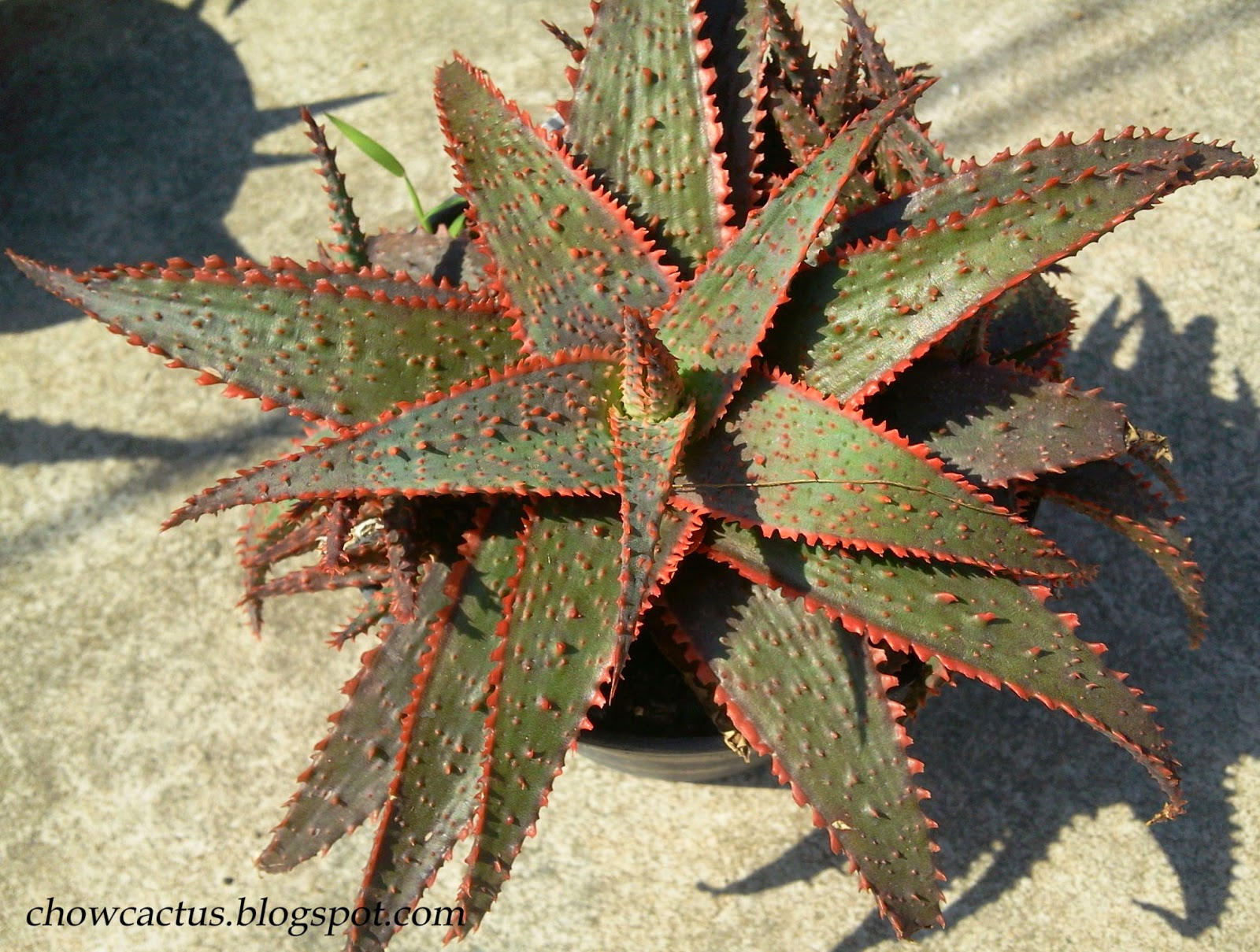 Aloe christmas carol และเรื่องราวการปลูกอโล แบบมือใหม่หัดปลูก | Chow Cactus