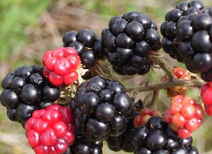 13 Manfaat Dari Buah Arbei Bagi Kesehatan Kita