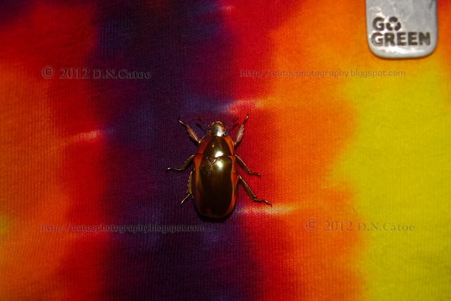 David Catoe Photography