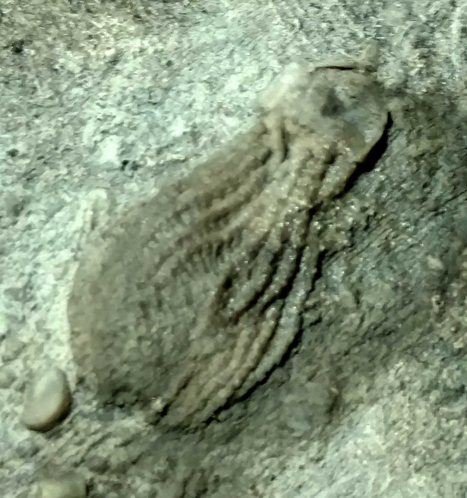 Louisville Fossils and Beyond: Blastoid with Long Stem + Unidentified ...