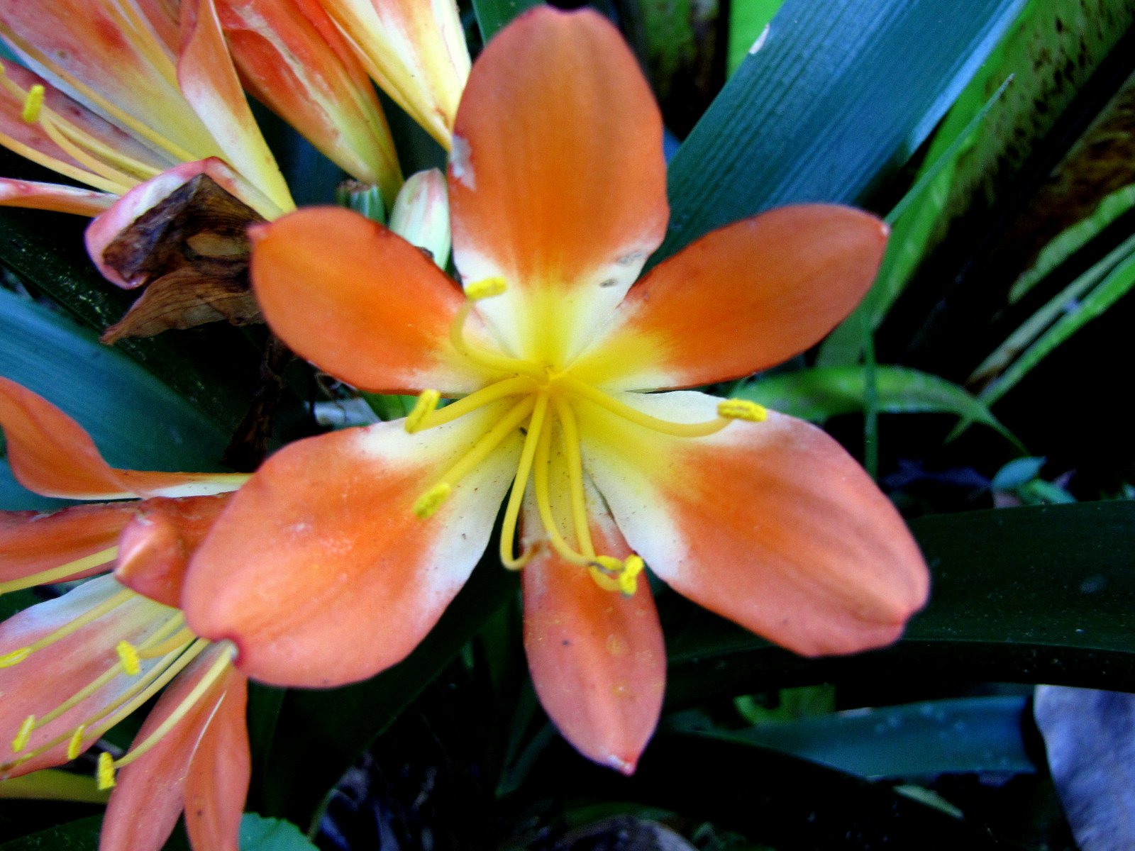 Flora Friday in Oz: Lisgar Gardens - Hornsby NSW 1st May 2012