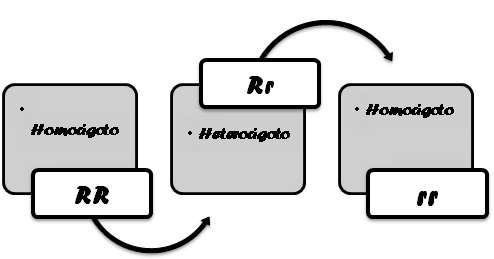 HERENCIA MENDELIANA: Homocigoto y heterocigoto