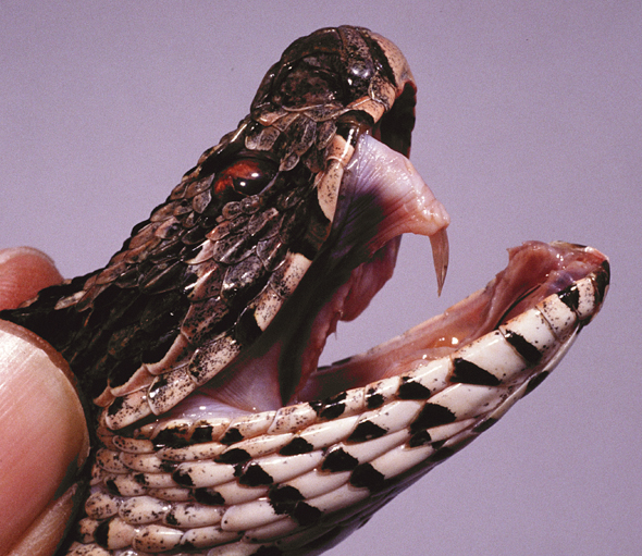 Russel Viper | Snakes