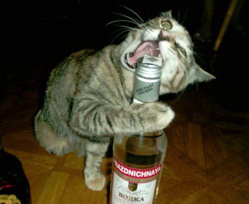 Funny Drunk Cat | Kit Cat Kitty Cat Blog